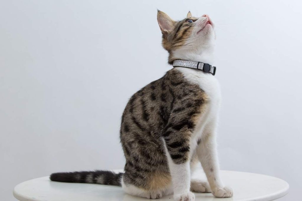 Why Is My Cat Always Looking at the Ceiling? - Bela Pets