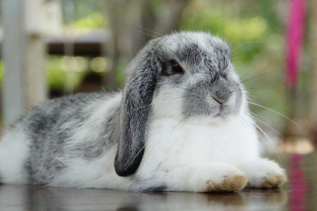 Why Does My Rabbit Have One Ear Up and One Down? - Bela Pets