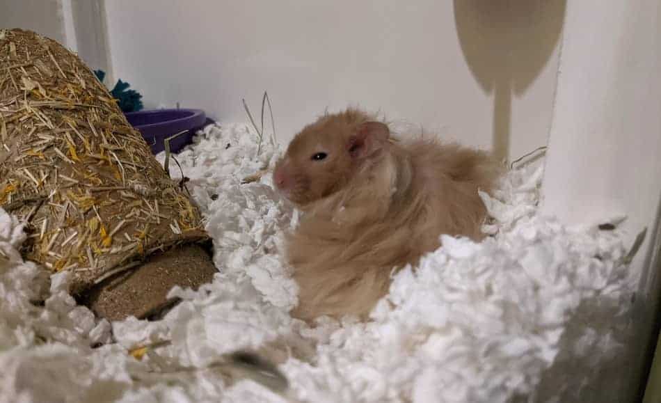 Why Does My Hamster’s Fur Look Greasy?