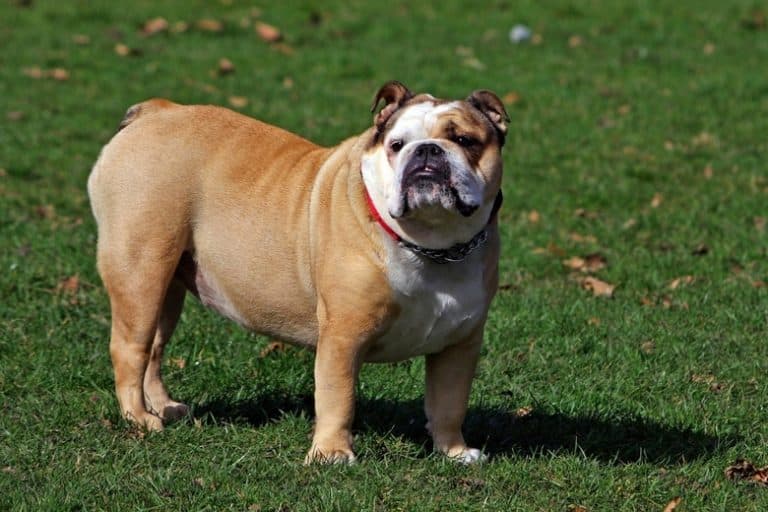 7 Different Medium Sized Dogs That Are Calm (With Pictures) - Bela Pets