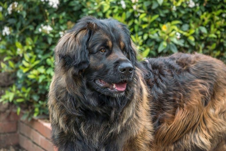 15 Unique Large Dog Breeds with Long Hair (With Pictures) - Bela Pets