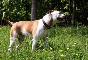 15 Different Large Dog Breeds with Short Hair (Pictures) - Bela Pets