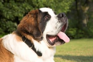 11 Different Dogs with Jowls (With Pictures) - Bela Pets
