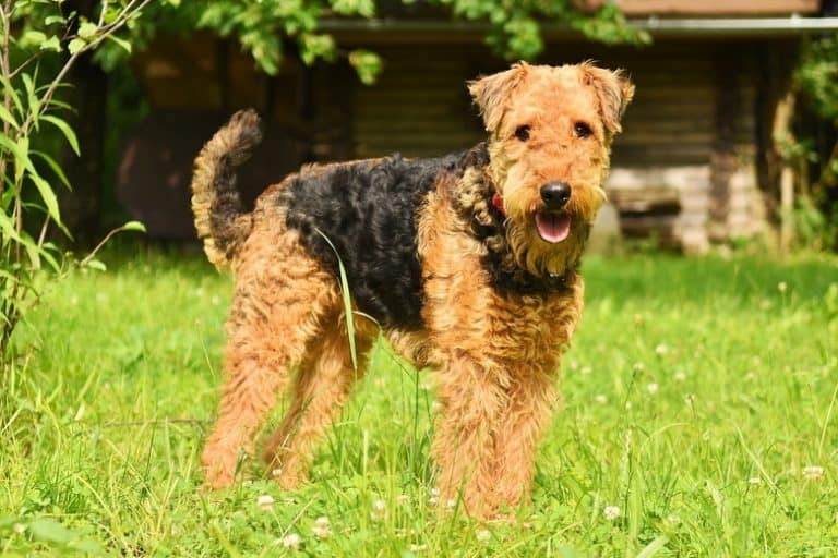 10 Types of Dogs That Hunt Squirrels (With Pictures) - Bela Pets
