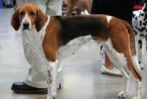 20 Different Dogs That Hunt Bears (With Pictures) - Bela Pets