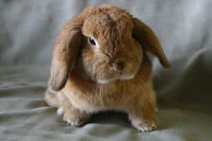 11 Irresistible Rabbits with Floppy Ears (With Pictures) - Bela Pets