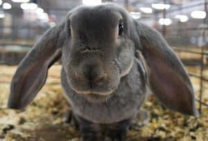 11 Irresistible Rabbits with Floppy Ears (With Pictures)