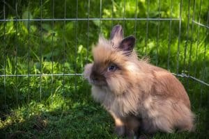 10 Loveable Rabbits With Long Hair (With Pictures) - Bela Pets