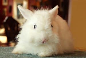 10 Loveable Rabbits With Long Hair (With Pictures) - Bela Pets