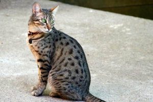5 Unique Cats That Look Like Cheetahs (With Pictures) - Bela Pets