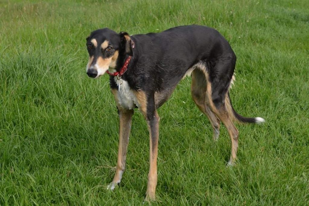 10 Different Dogs That Hunt Rabbits (With Pictures) - Bela Pets