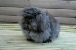 11 Irresistible Rabbits with Floppy Ears (With Pictures) - Bela Pets