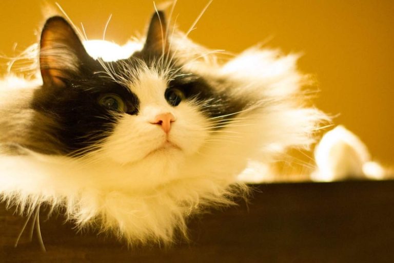 10 Unique Cats That Look Like Lions (With Pictures) - Bela Pets