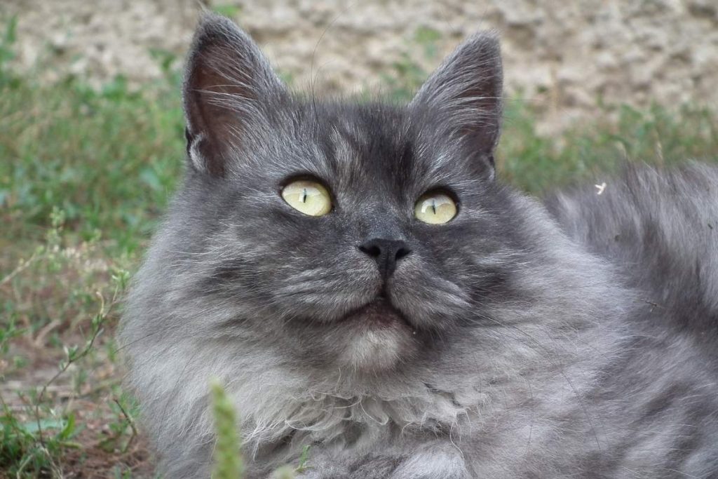 10 Unique Cats That Look Like Lions (With Pictures) - Bela Pets