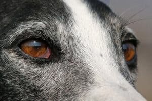 10 Different Dogs With Single Coats (With Pictures) - Bela Pets