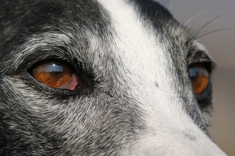 10 Different Dogs With Single Coats (With Pictures) - Bela Pets