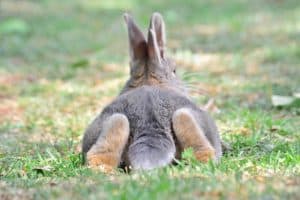 Do Rabbits Have Long Tails? (Answered w/ Examples) - Bela Pets