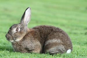 Do Rabbits Have Long Tails? (Answered w/ Examples) - Bela Pets