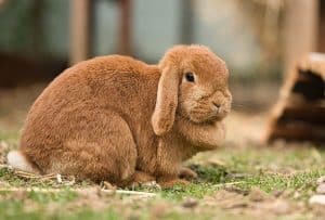 Do Rabbits Have Long Tails? (Answered w/ Examples) - Bela Pets