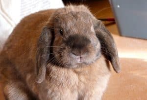 Do Rabbits Have Vocal Cords? (Answered and Explained) - Bela Pets