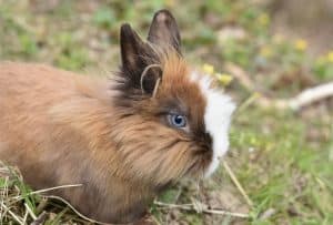 Do Rabbits Have Vocal Cords? (Answered and Explained) - Bela Pets