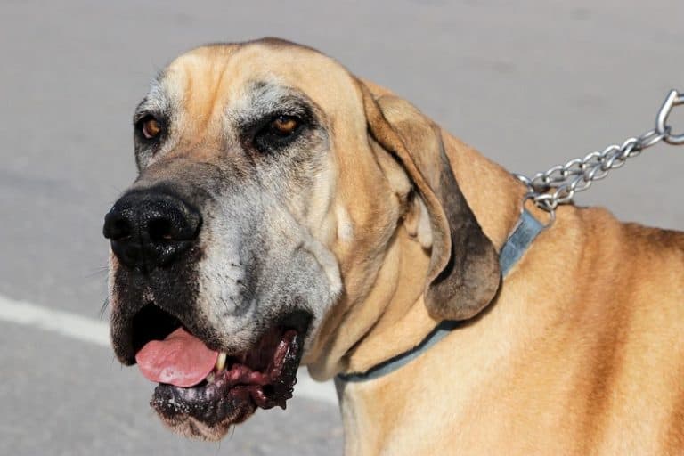 12 Messy Dogs That Drool Excessively (With Pictures) - Bela Pets