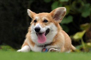 11 Unique Dogs With Short Tails (With Pictures) - Bela Pets