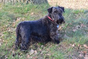 14 Adorable Dogs With Silky Coats (With Pictures) - Bela Pets