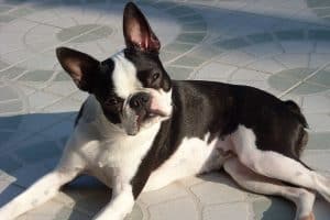 12 Different Dogs With Medium Energy (With Pictures)