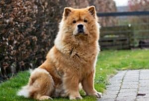 12 Different Dogs With Medium Energy (With Pictures) - Bela Pets