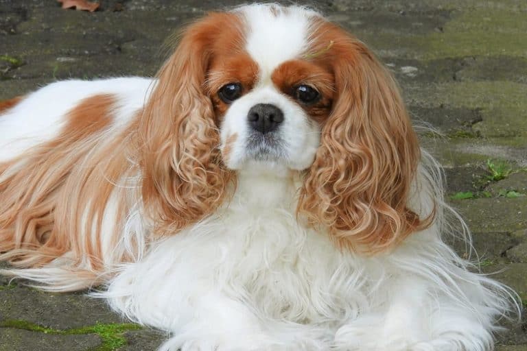 9 Unique Dogs With Long Ear Hair (With Pictures) - Bela Pets