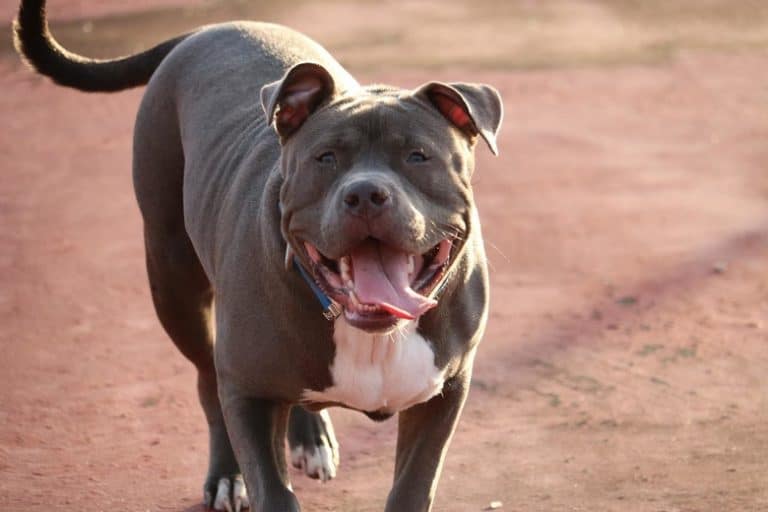 Why Are Pitbulls So Muscular? (And How to Keep Them Big) - Bela Pets