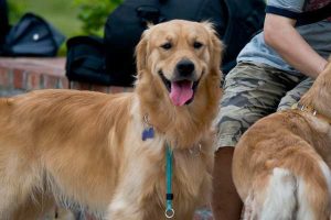 15 Types of Dogs with Webbed Feet (With Pictures) - Bela Pets