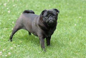 10 Adorable Dog Breeds Under 40 Pounds (Pictures and Specs) - Bela Pets