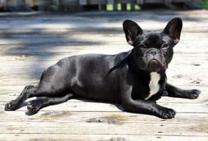 10 Adorable Dog Breeds Under 40 Pounds (Pictures and Specs) - Bela Pets