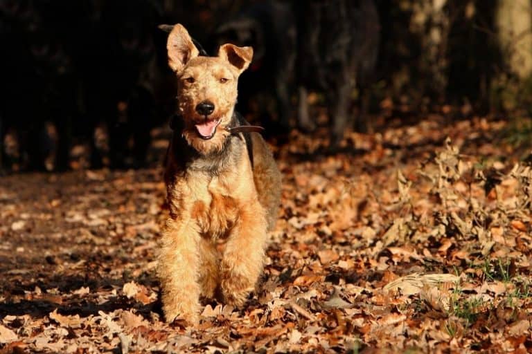 10 Different Terriers With Long Legs (With Pictures) - Bela Pets