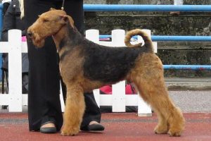 10 Different Terriers With Long Legs (With Pictures) - Bela Pets