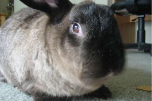 12 Rabbit Breeds With Short Ears (Fun Facts) - Bela Pets