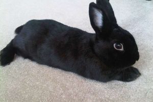12 Rabbit Breeds With Short Ears (Fun Facts) - Bela Pets