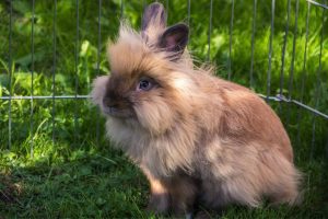12 Rabbit Breeds With Short Ears (Fun Facts) - Bela Pets