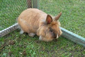 12 Rabbit Breeds With Short Ears (Fun Facts) - Bela Pets