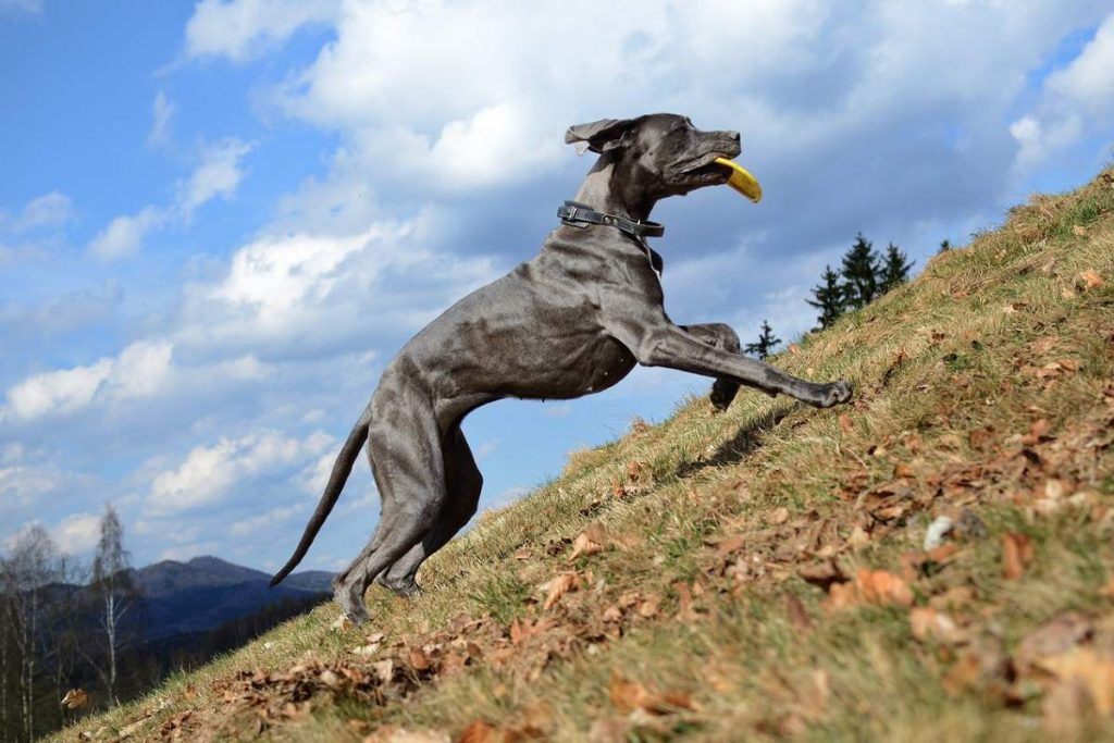 14 Defining Characteristics of Great Danes - Bela Pets