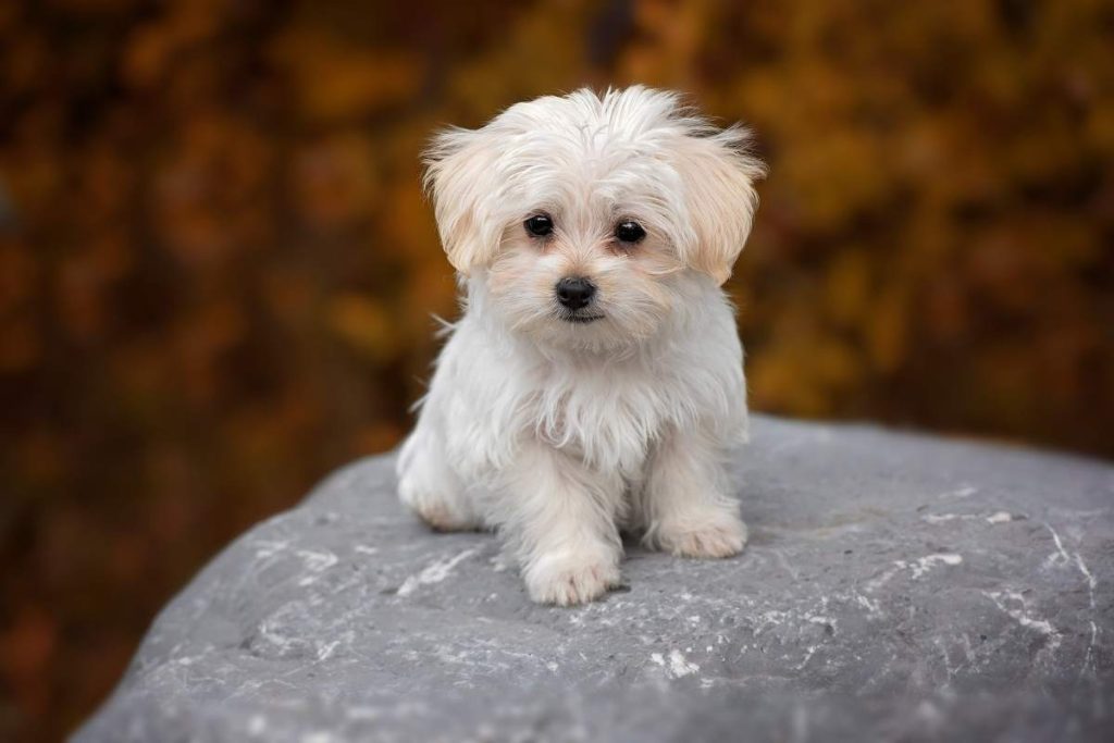 17 Breed Characteristics of Maltese Dogs - Bela Pets