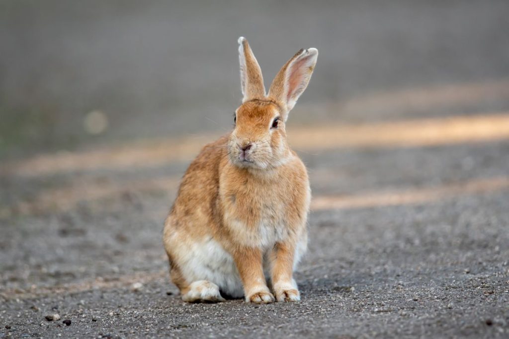 Do Rabbits Have Long Feet? - Bela Pets