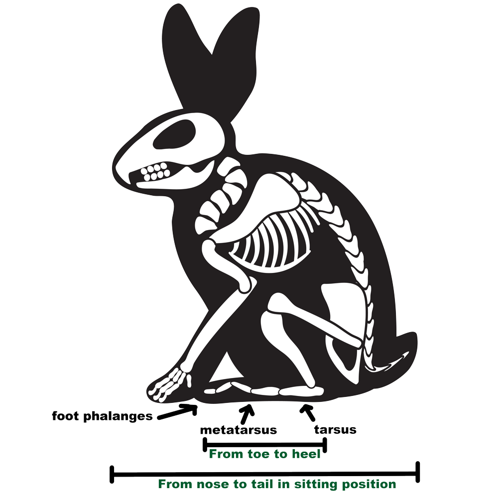 Do Rabbits Have Long Feet? - Bela Pets