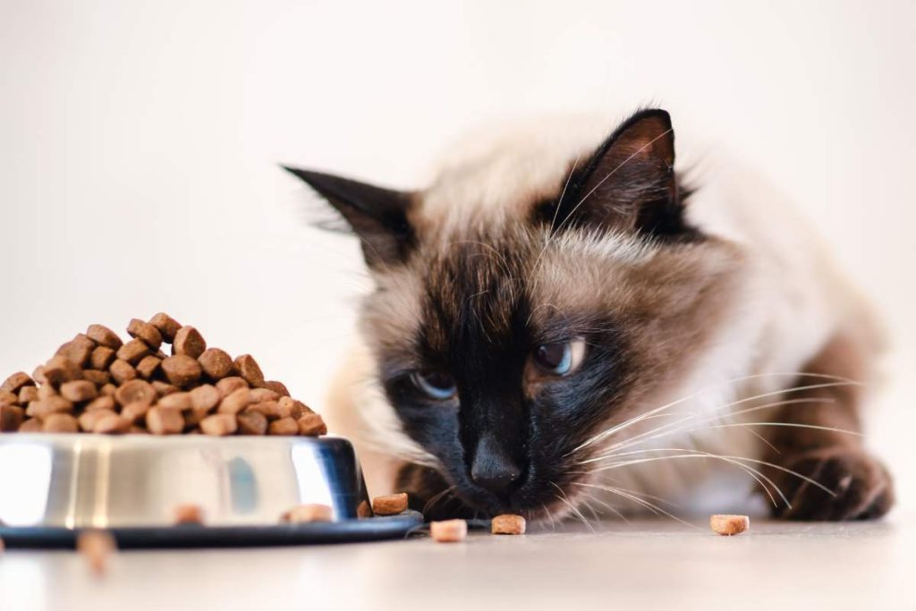 Why Does My Cat Want Food When His Bowl is Full? - Bela Pets