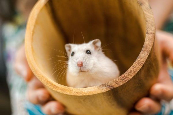 8 Good Starter Pets for 10 Year Olds (Pictures) - Bela Pets