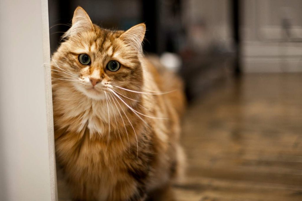 How Long Can Cats Be Left Alone? - Bela Pets