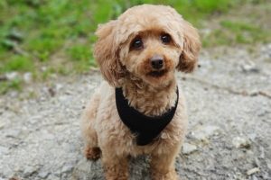 Small Dogs With Curly Hair (15 Adorable Breeds) - Bela Pets
