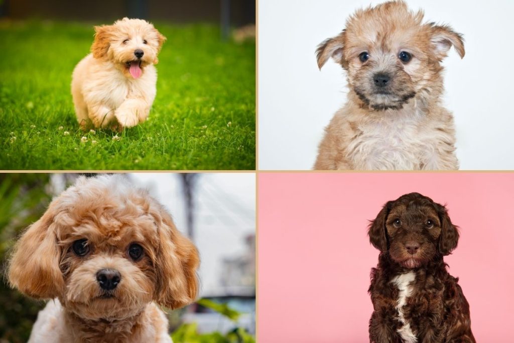 Small Dogs With Curly Hair (15 Adorable Breeds) - Bela Pets